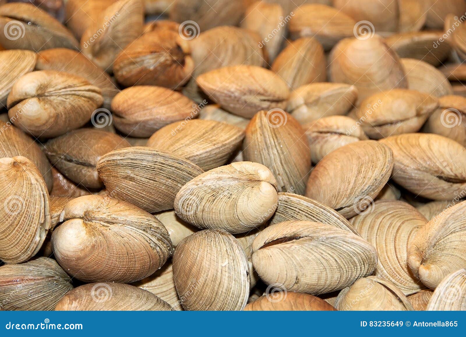 Shellfish stock image. Image of animal, species, mussels - 83235649