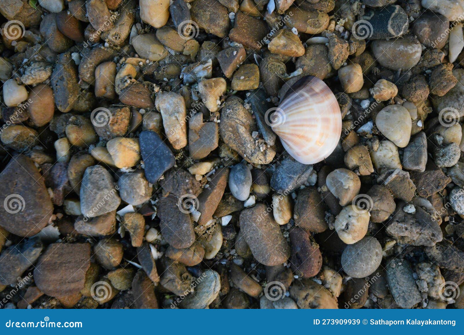 Shellfish and Small Rock on the Beach. Stock Image - Image of small ...