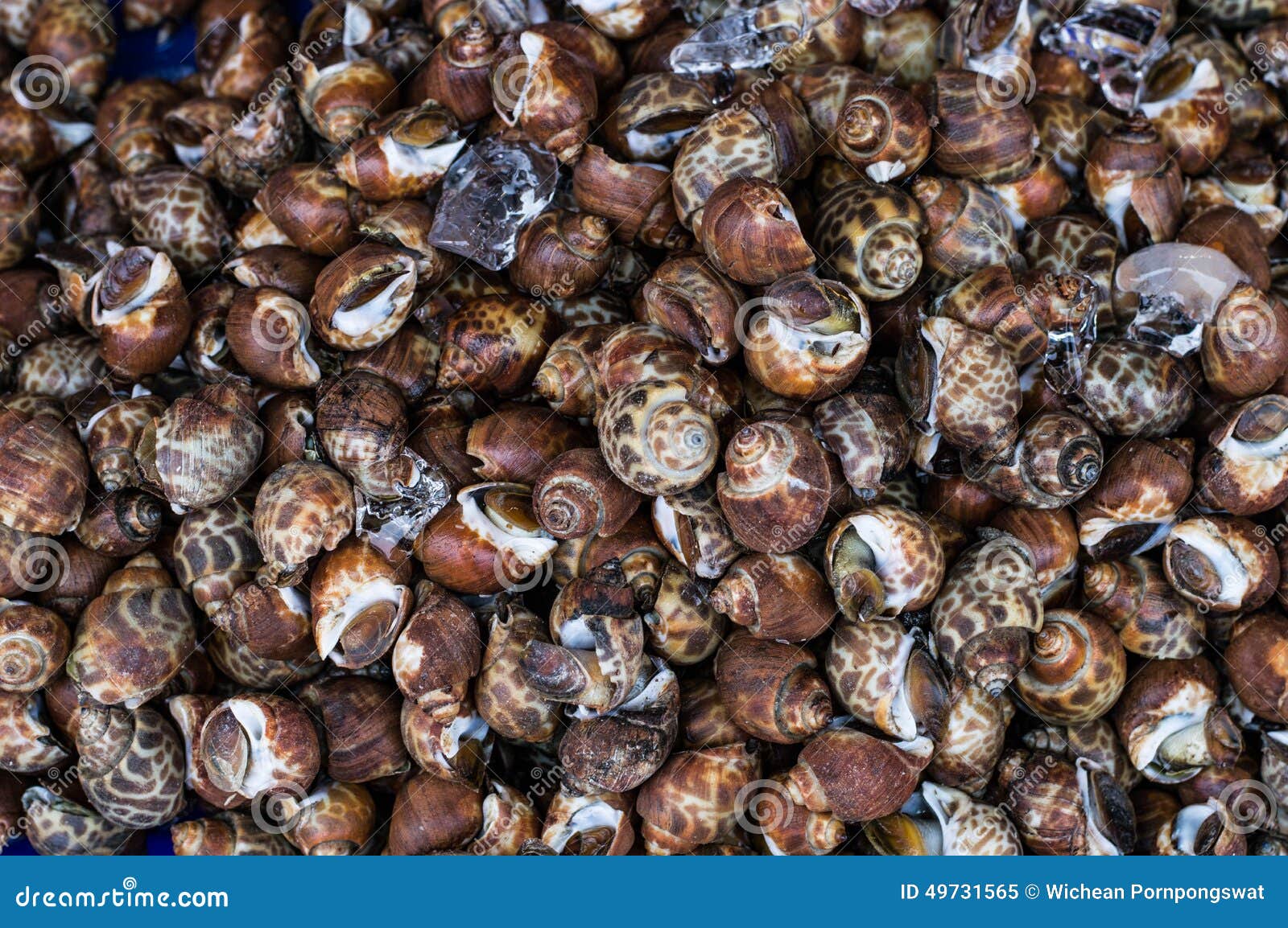 Shellfish stock image. Image of holiday, life, color - 49731565