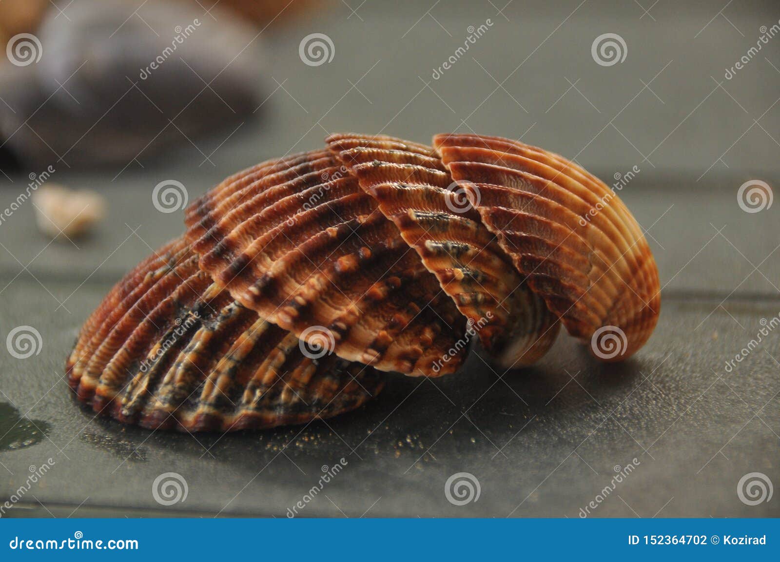 Shellfish, Snails from the Mediterranean Sea on the Beach in Italy ...