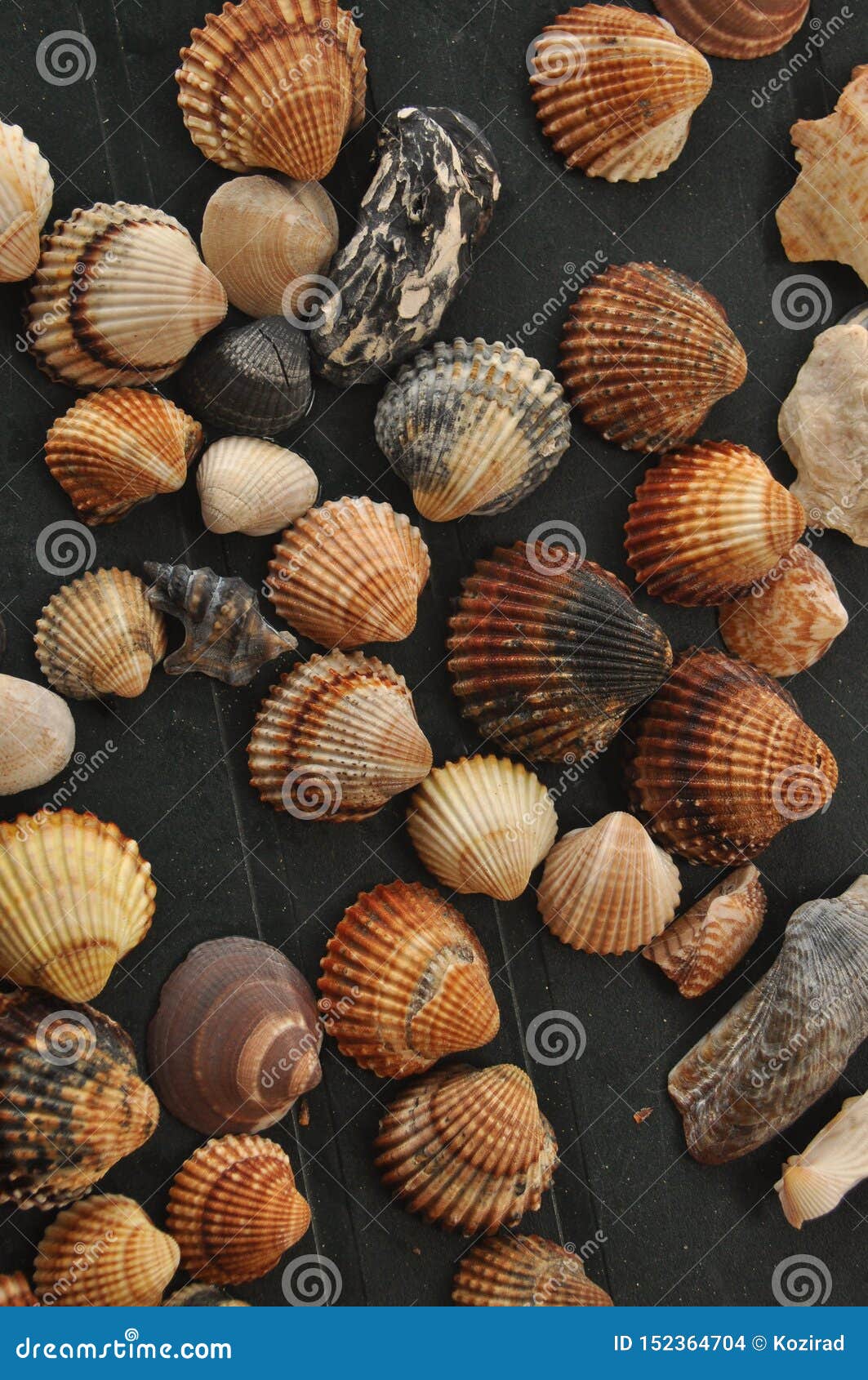 Shellfish, Snails from the Mediterranean Sea on the Beach in Italy ...