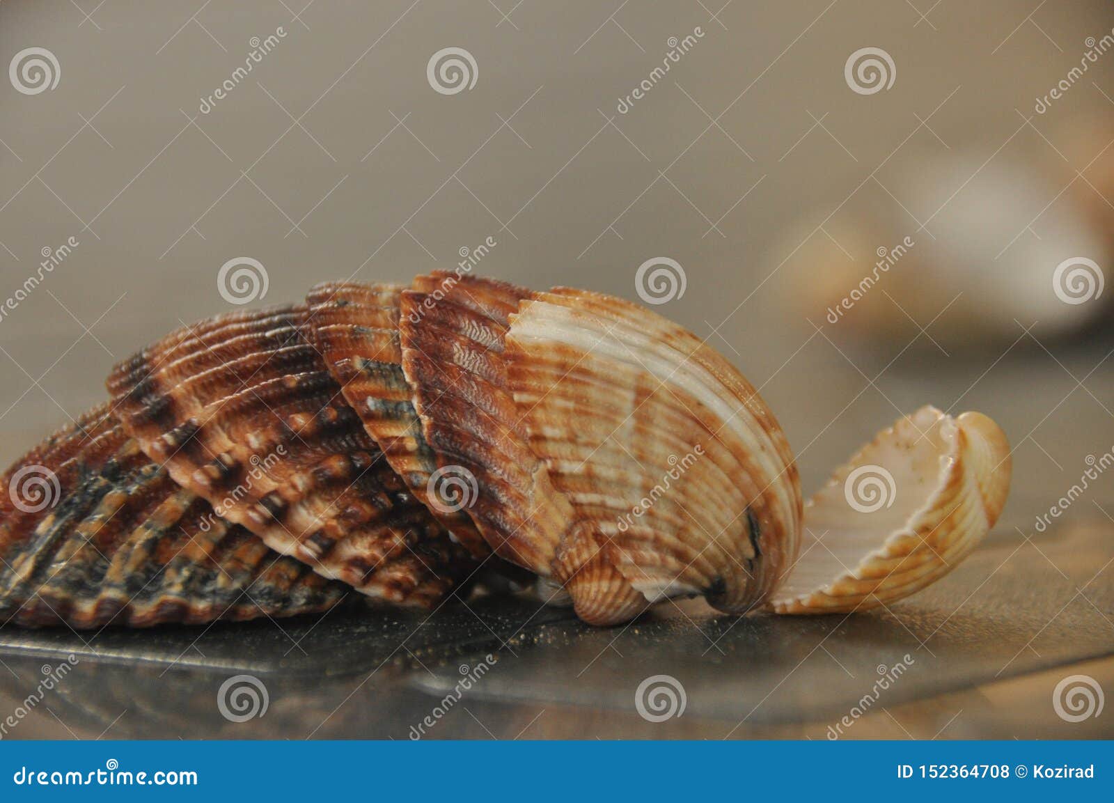 Shellfish, Snails from the Mediterranean Sea on the Beach in Italy ...