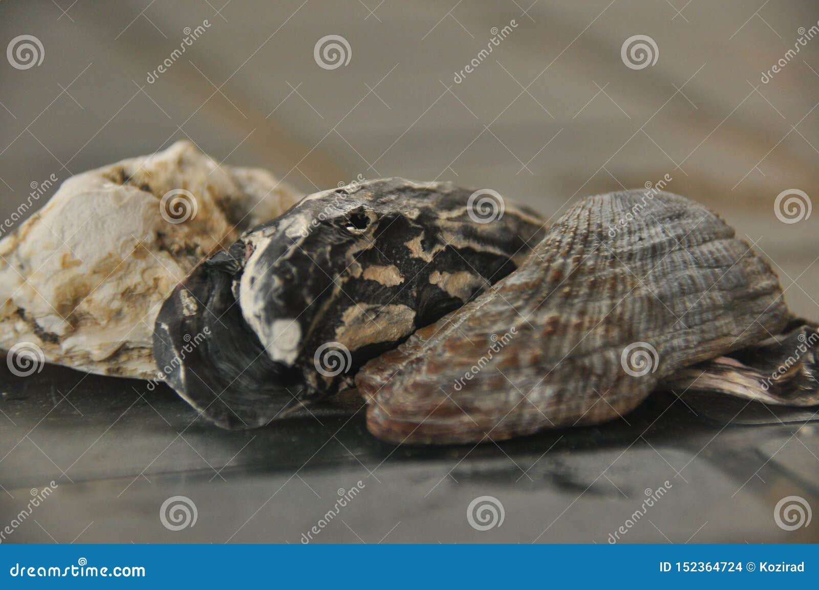 Shellfish, Snails from the Mediterranean Sea on the Beach in Italy ...