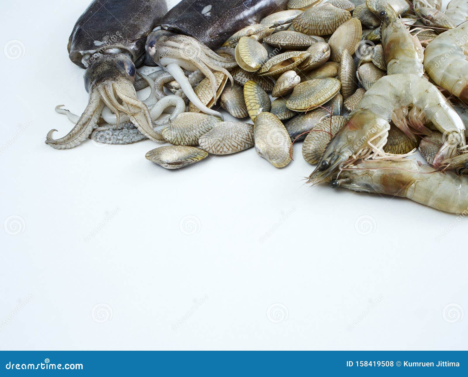 Shellfish, Squid and Fresh Shrimp on White Background Stock Photo ...