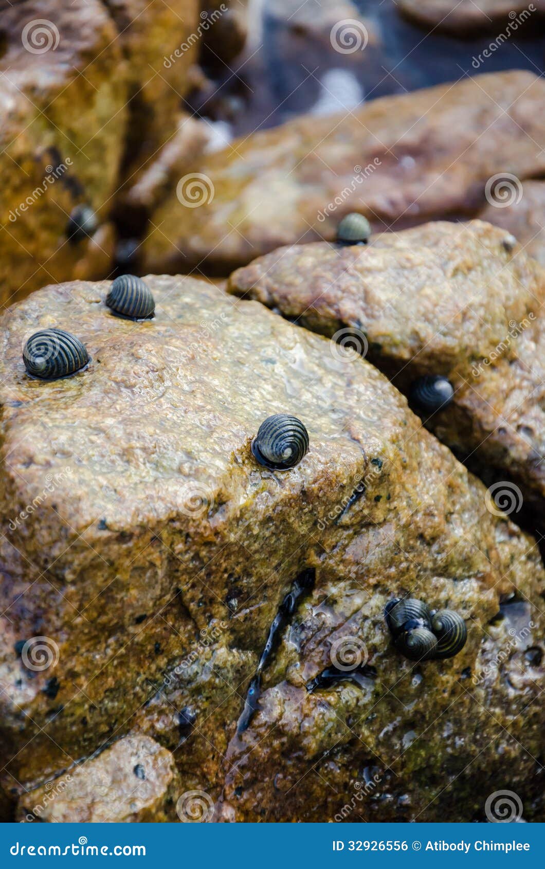 Shellfish stone stock photo. Image of wallpaper, ocean - 32926556