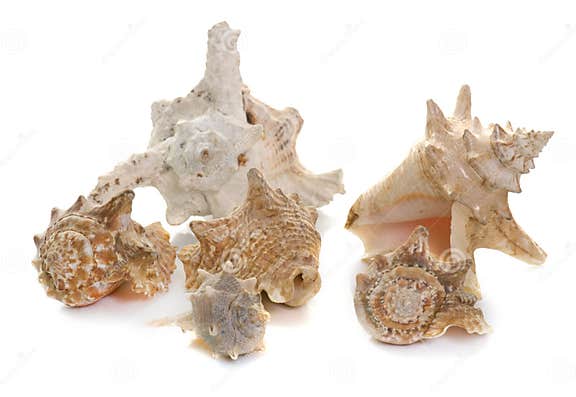 Shellfish in studio stock image. Image of object, aquatic - 79056185