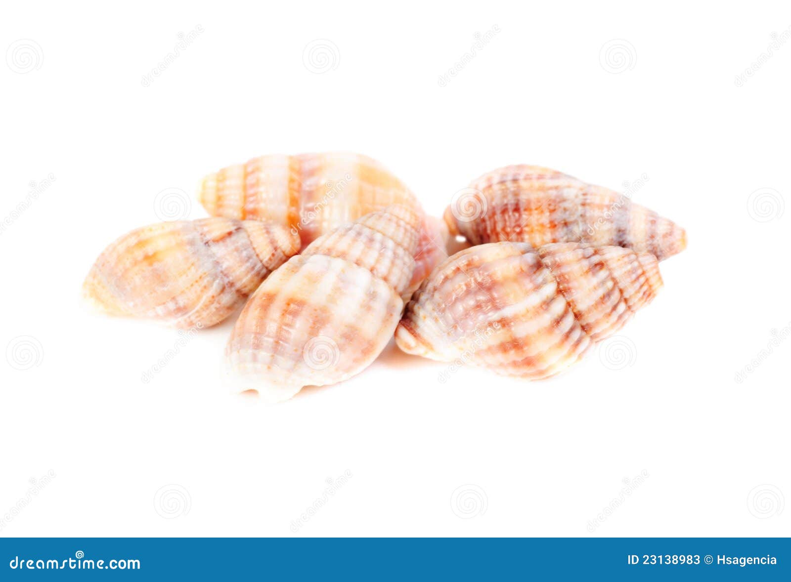 Shellfish Studio Shot Isolation on White Stock Image - Image of sided ...