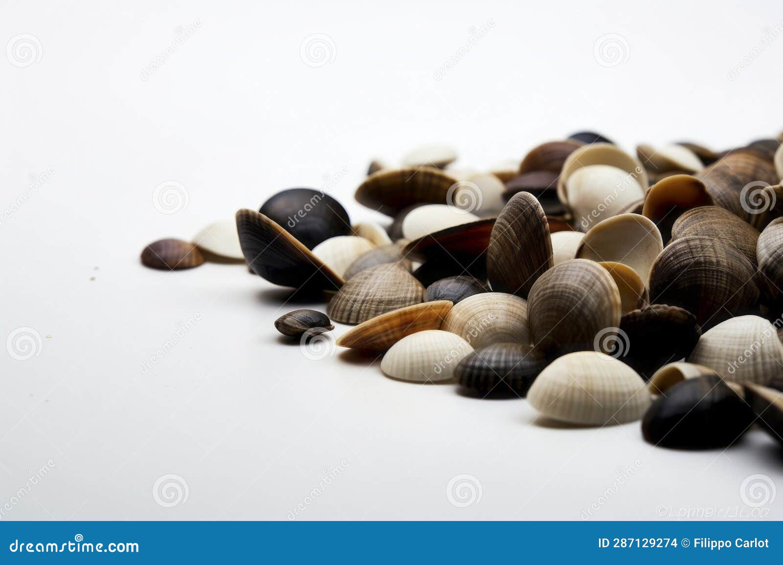Shellfish Texture Overview stock illustration. Illustration of food ...