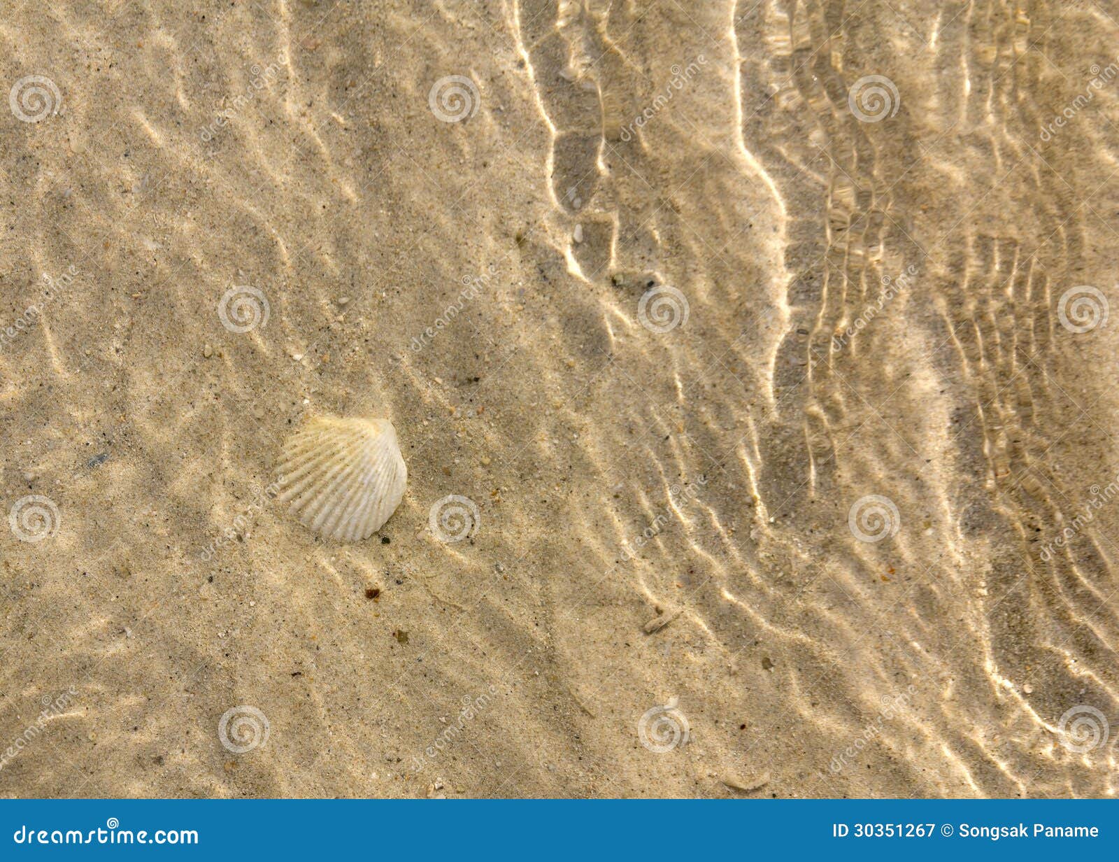 Shellfish underwater stock image. Image of coast, seaside - 30351267