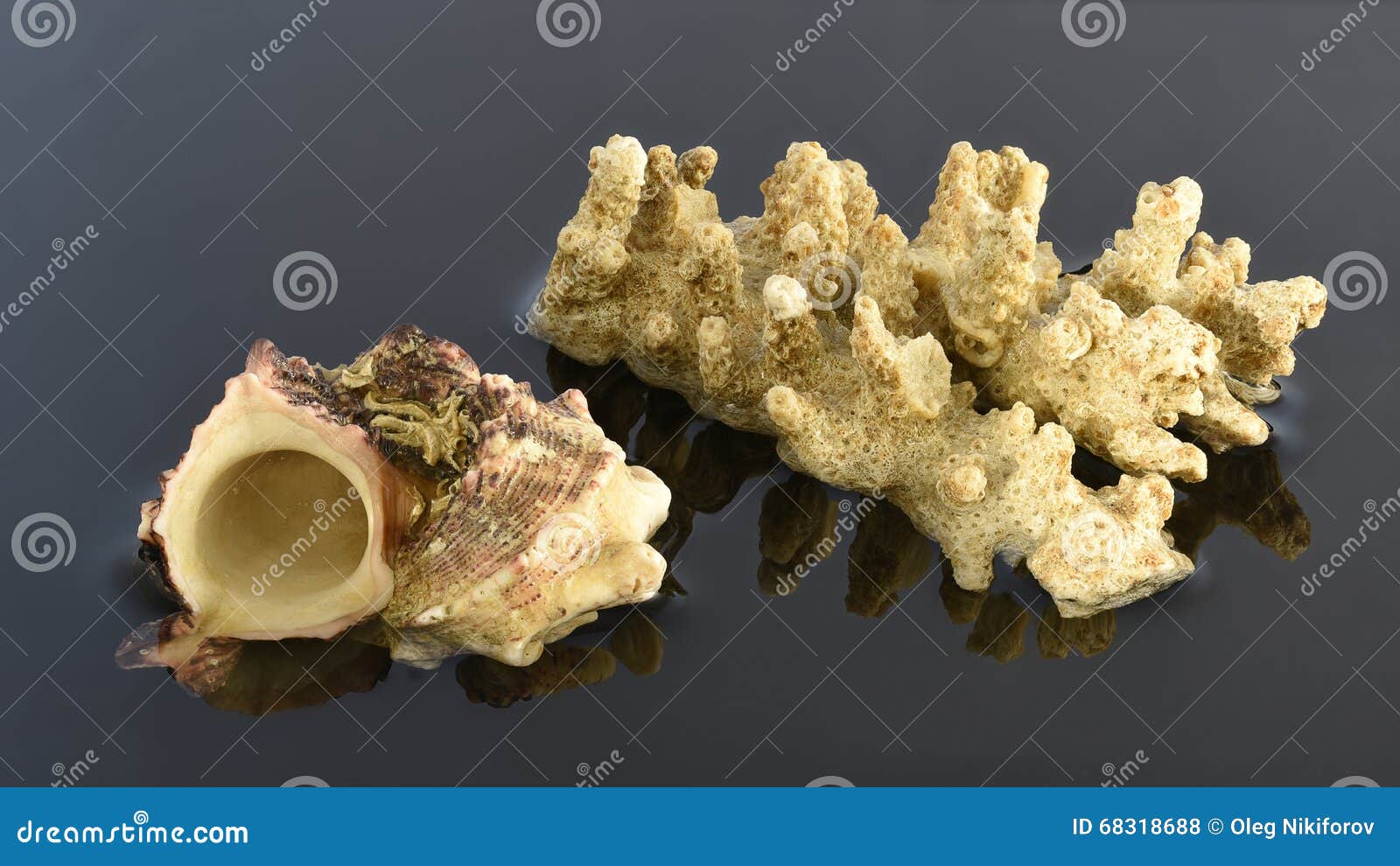 Shellfish in water stock photo. Image of water, nature - 68318688