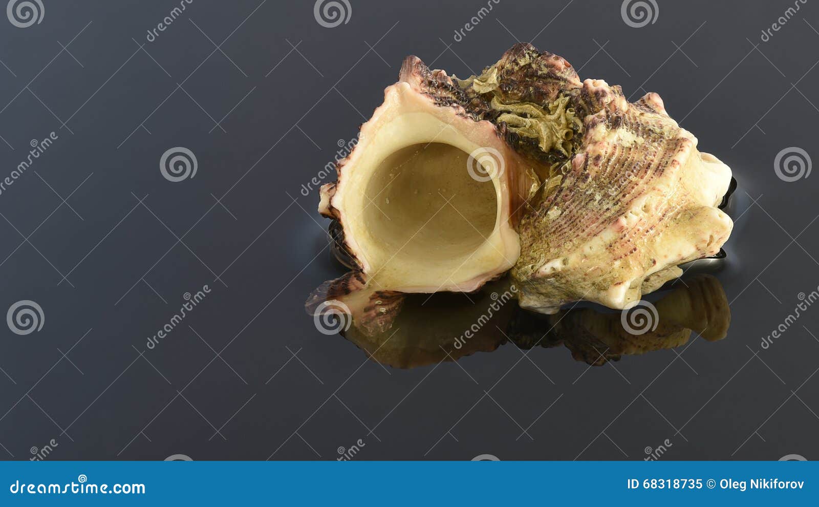 Shellfish in water stock image. Image of mollusk, smooth - 68318735