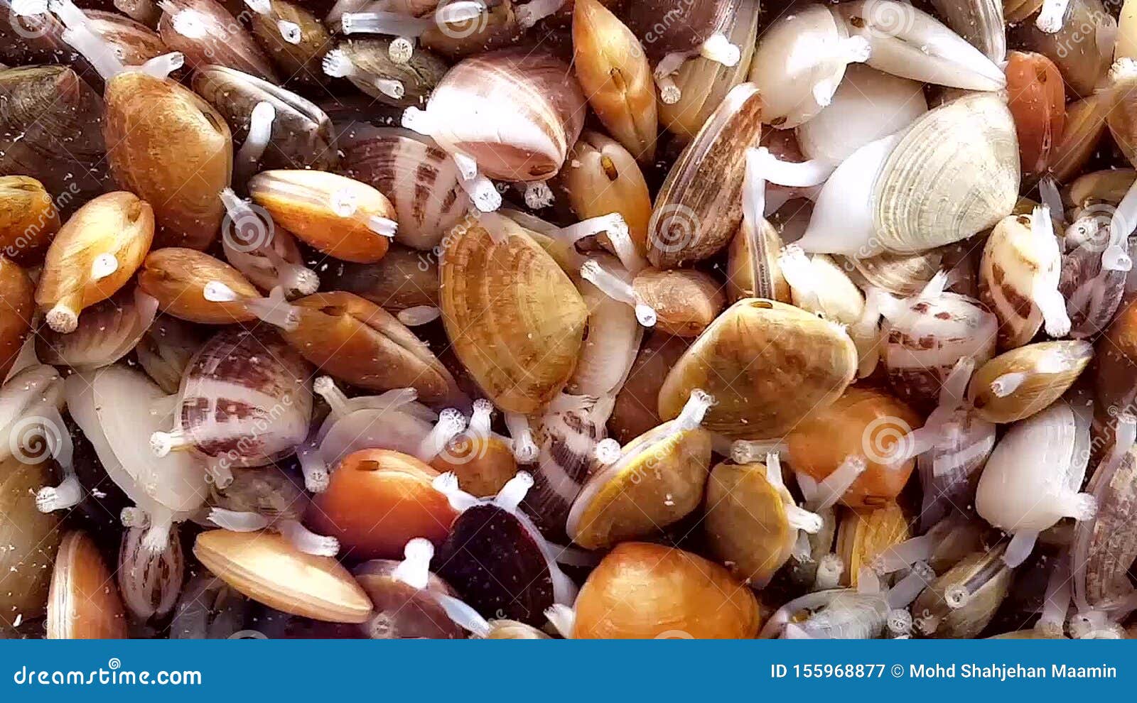 Shellfish Stock Footage & Videos - 4,910 Stock Videos