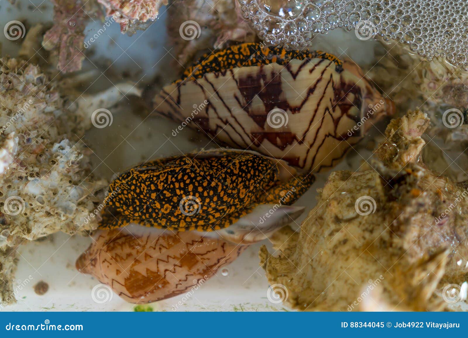 Shellfish in the water stock image. Image of white, water - 88344045