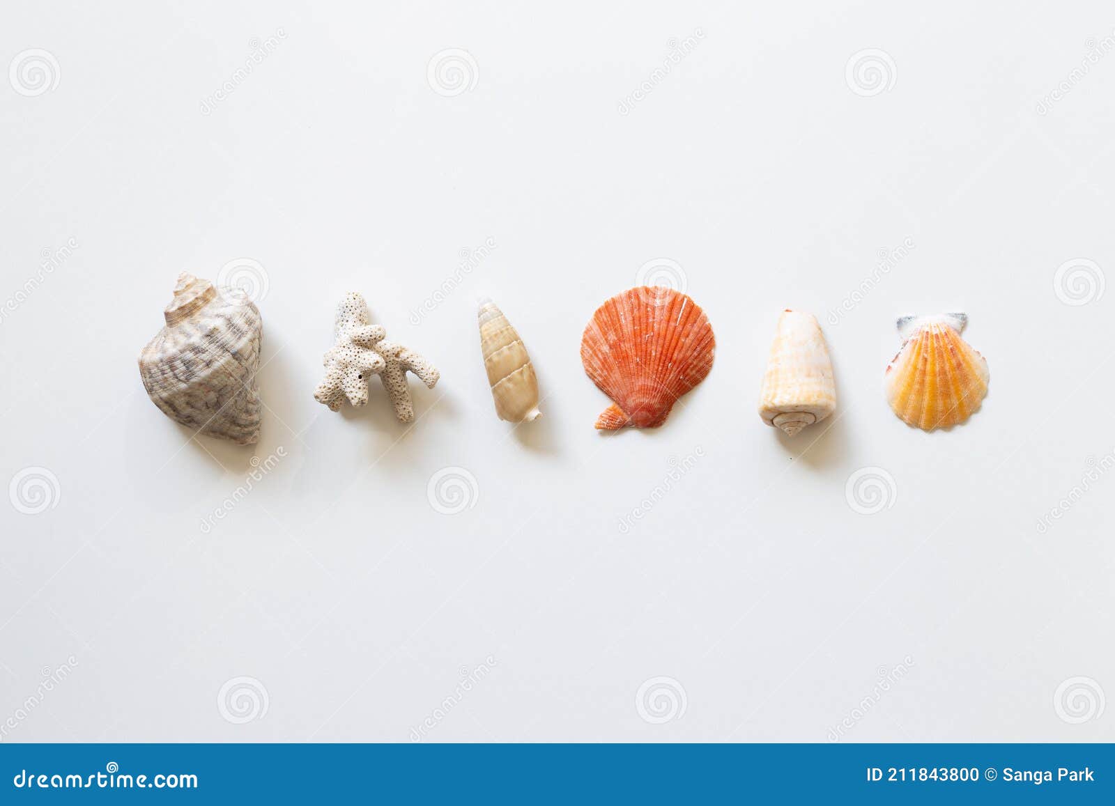 Shellfish on White Background. Summer Marine Decoration Stock Photo ...
