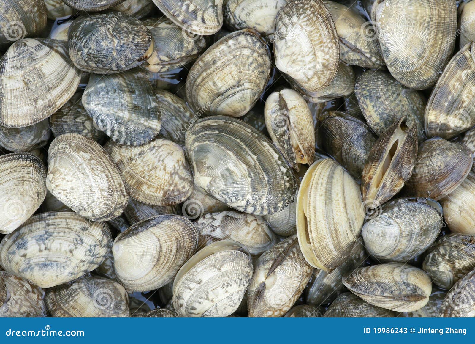 Shellfishes Stock Photos - Image: 19986243