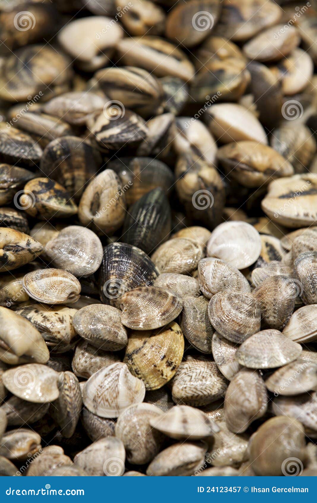 Shellfishes stock image. Image of aquatic, rough, common - 24123457