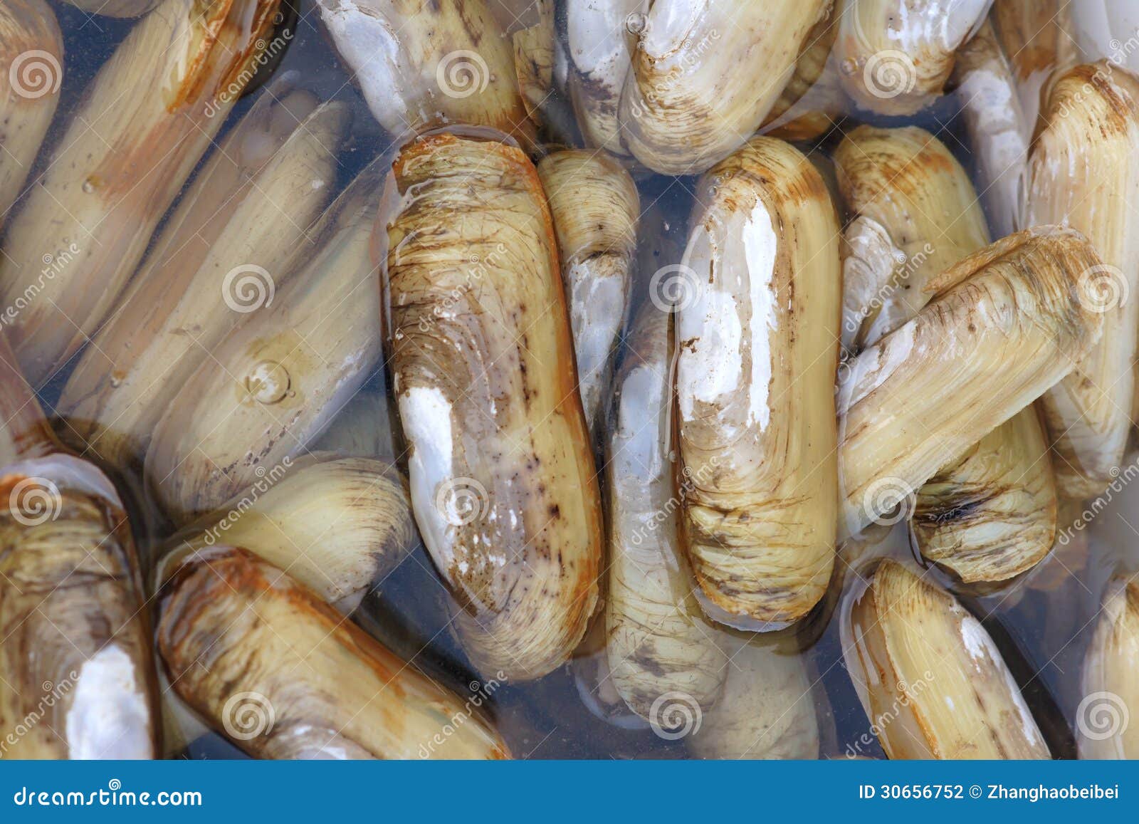 Shellfishes stock photo. Image of fresh, close, conch - 30656752