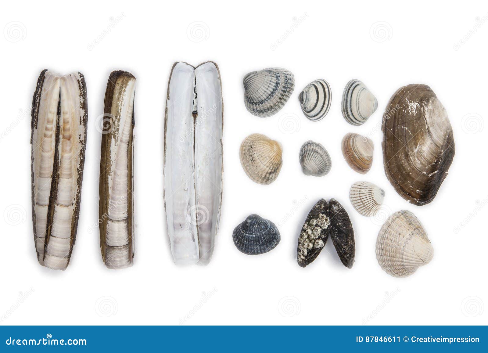 Shellfishes isolated stock image. Image of life, form - 87846611