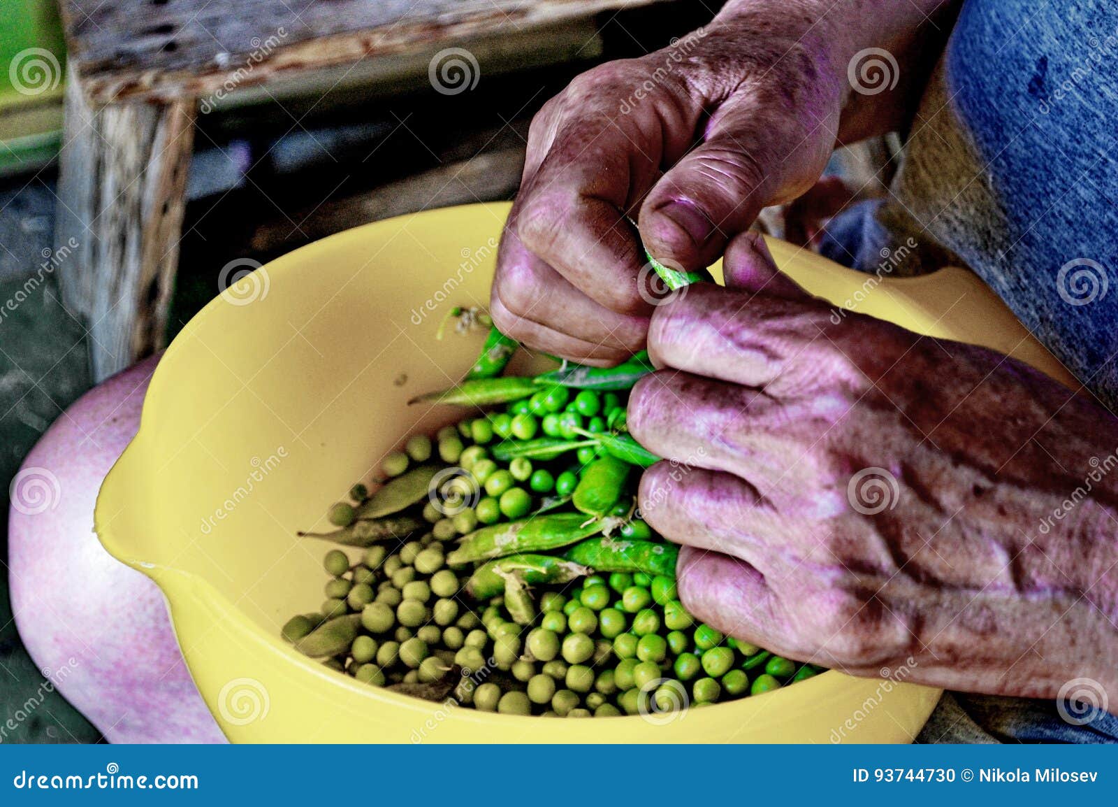 Shelling the fresh peas stock photo. Image of health - 93744730