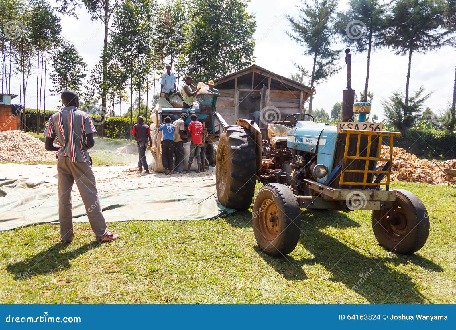 Shelling maize editorial stock image. Image of shelling - 64163824