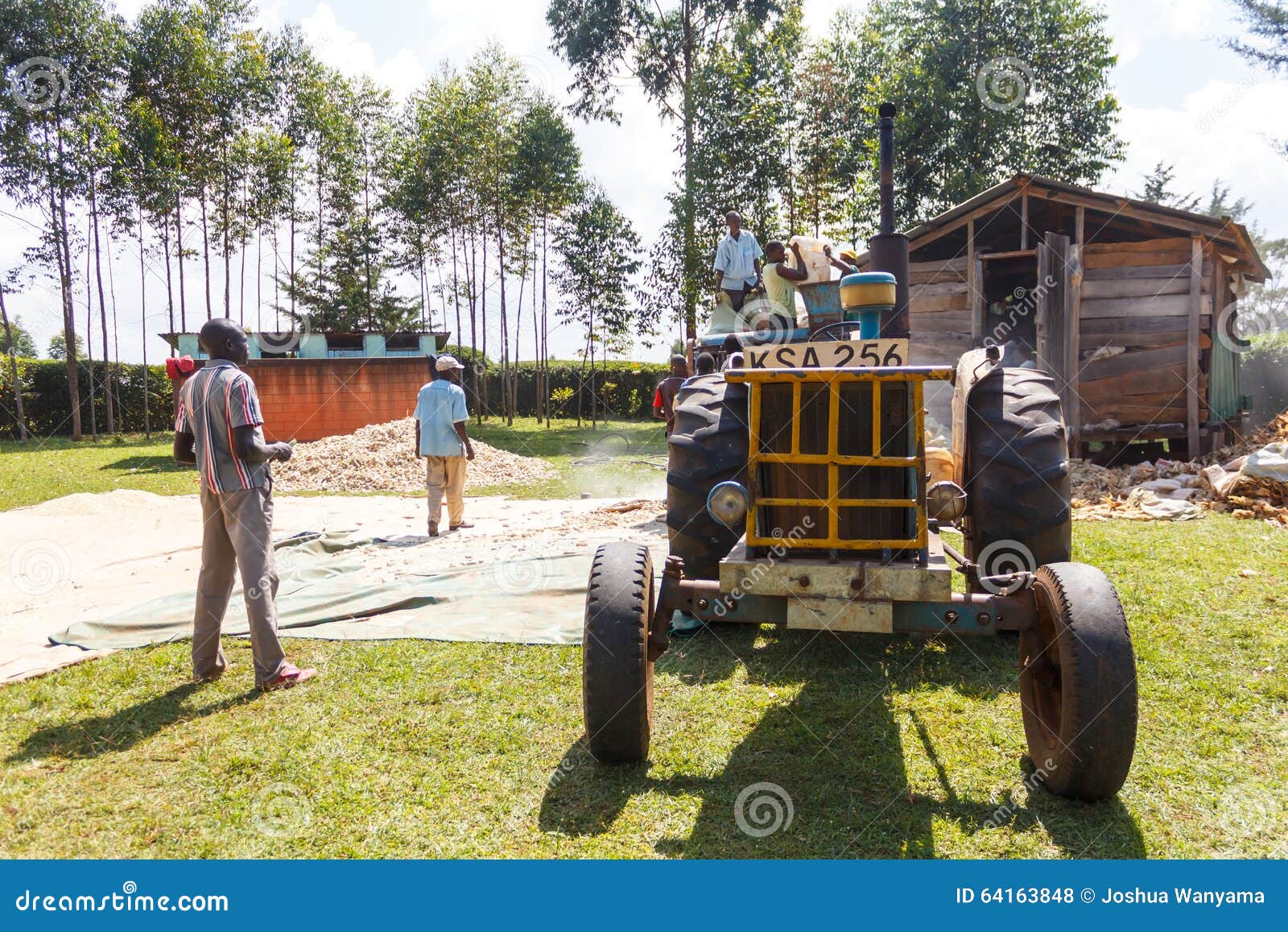 Shelling maize editorial stock photo. Image of agriculture - 64163848