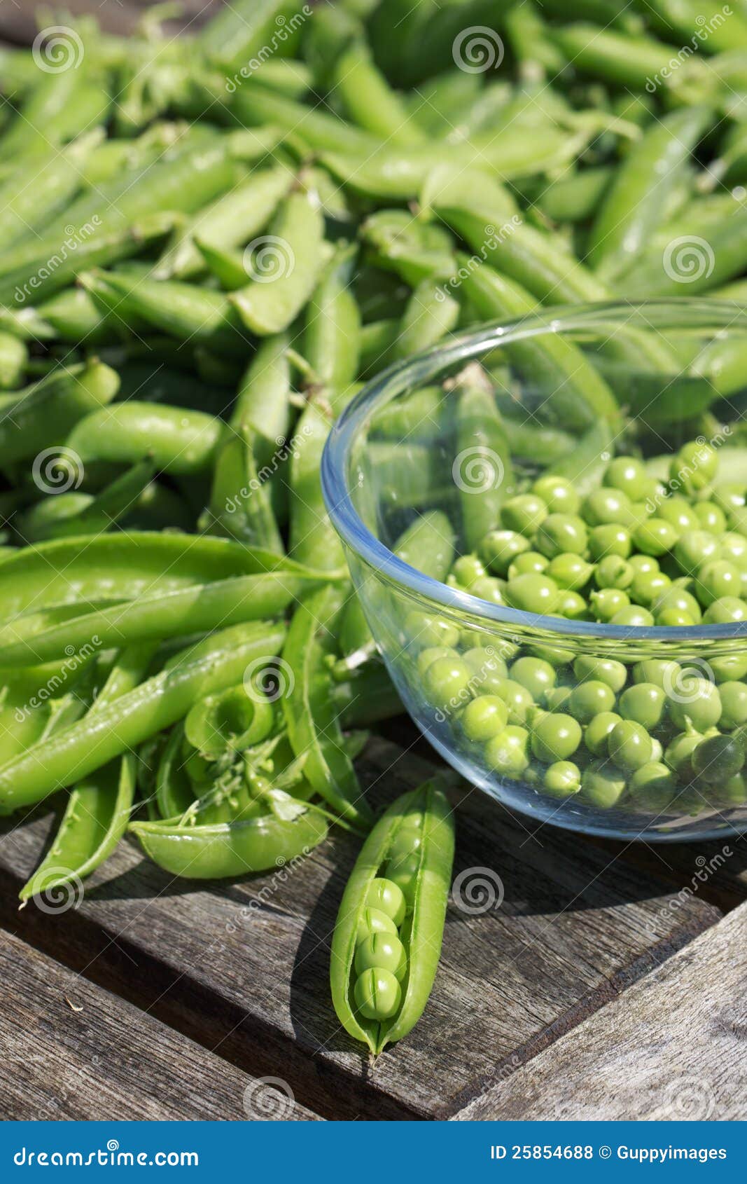 Shelling peas - portrait stock photo. Image of nutritious - 25854688