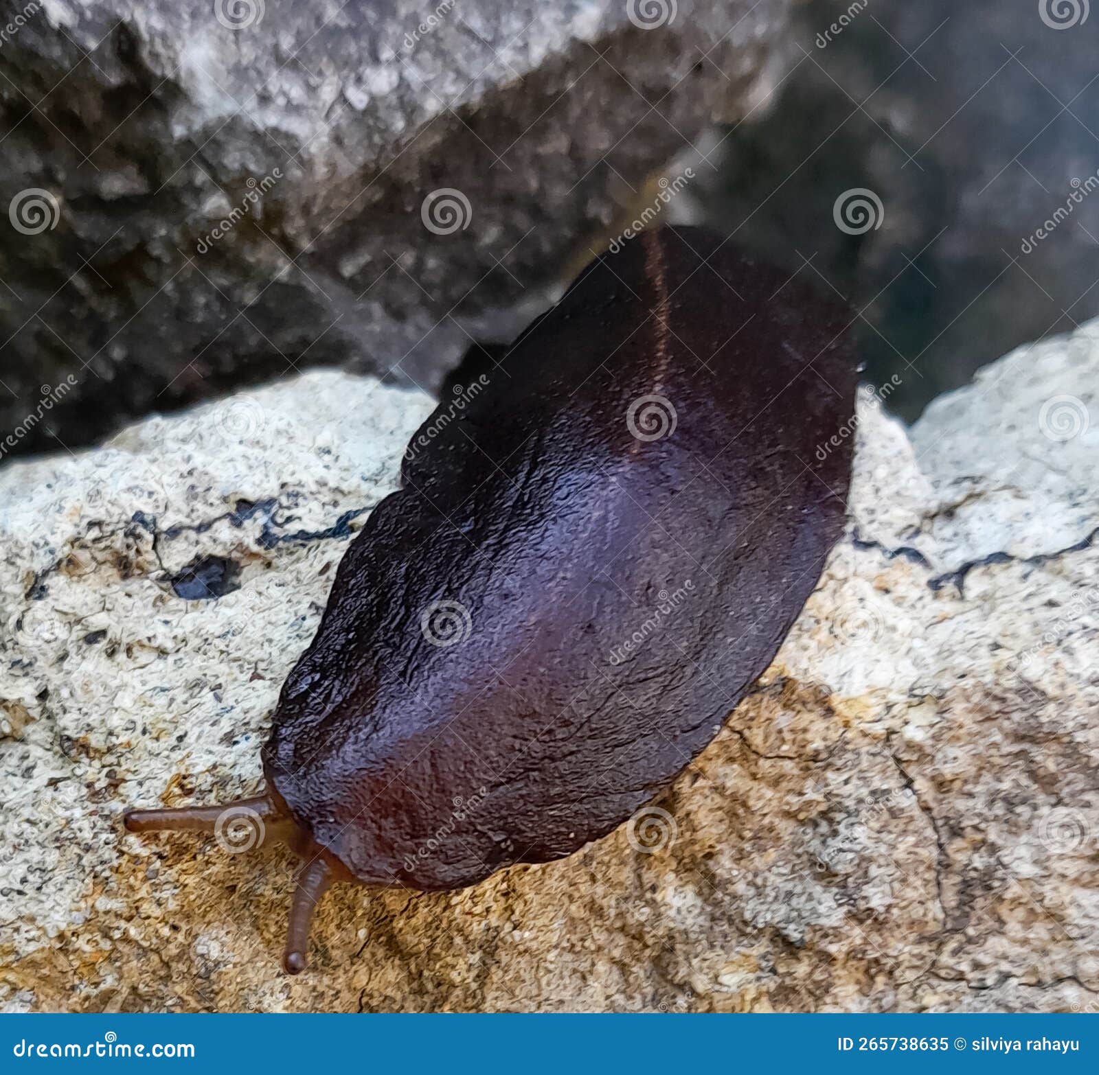 Shellless Snail (laevicaulis Alte) on a Rock Stock Image - Image of ...