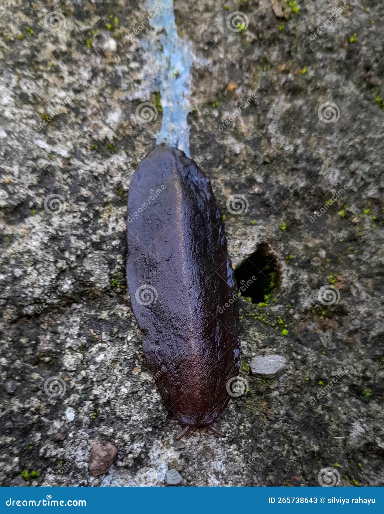 Shellless Snail (laevicaulis Alte) on a Rock Stock Image - Image of ...