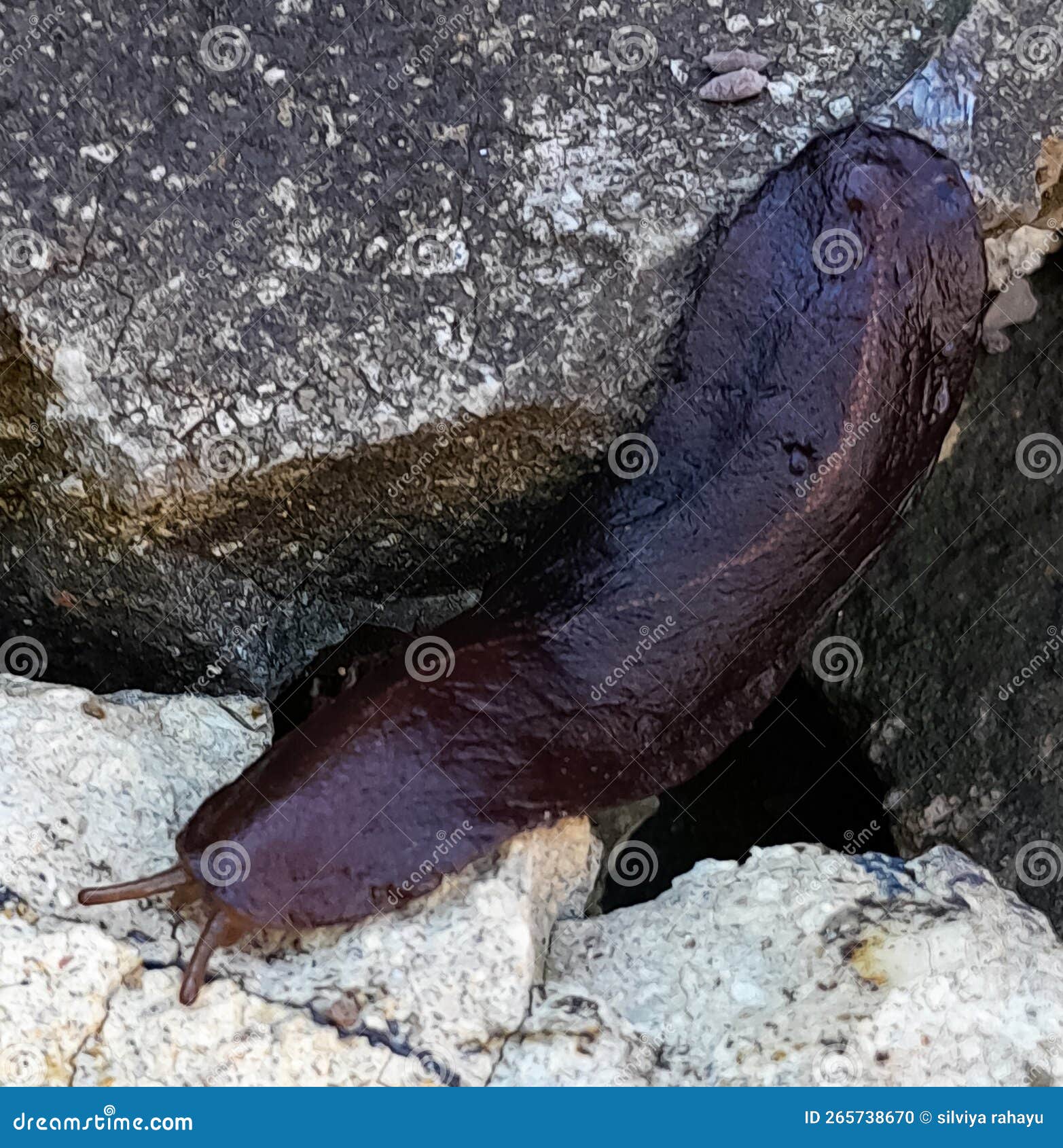 Shellless Snail (laevicaulis Alte) on a Rock Stock Photo - Image of ...