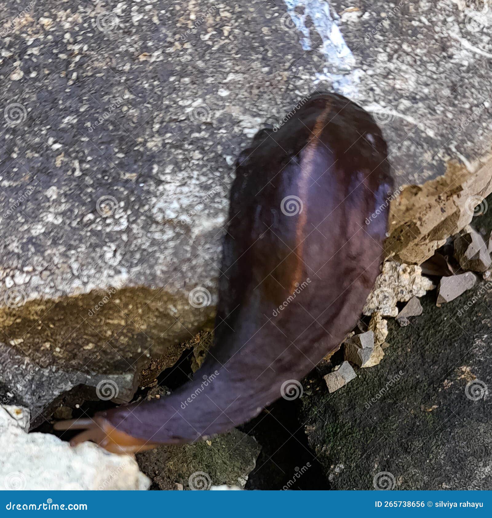 Shellless Snail (laevicaulis Alte) on a Rock Stock Photo - Image of ...