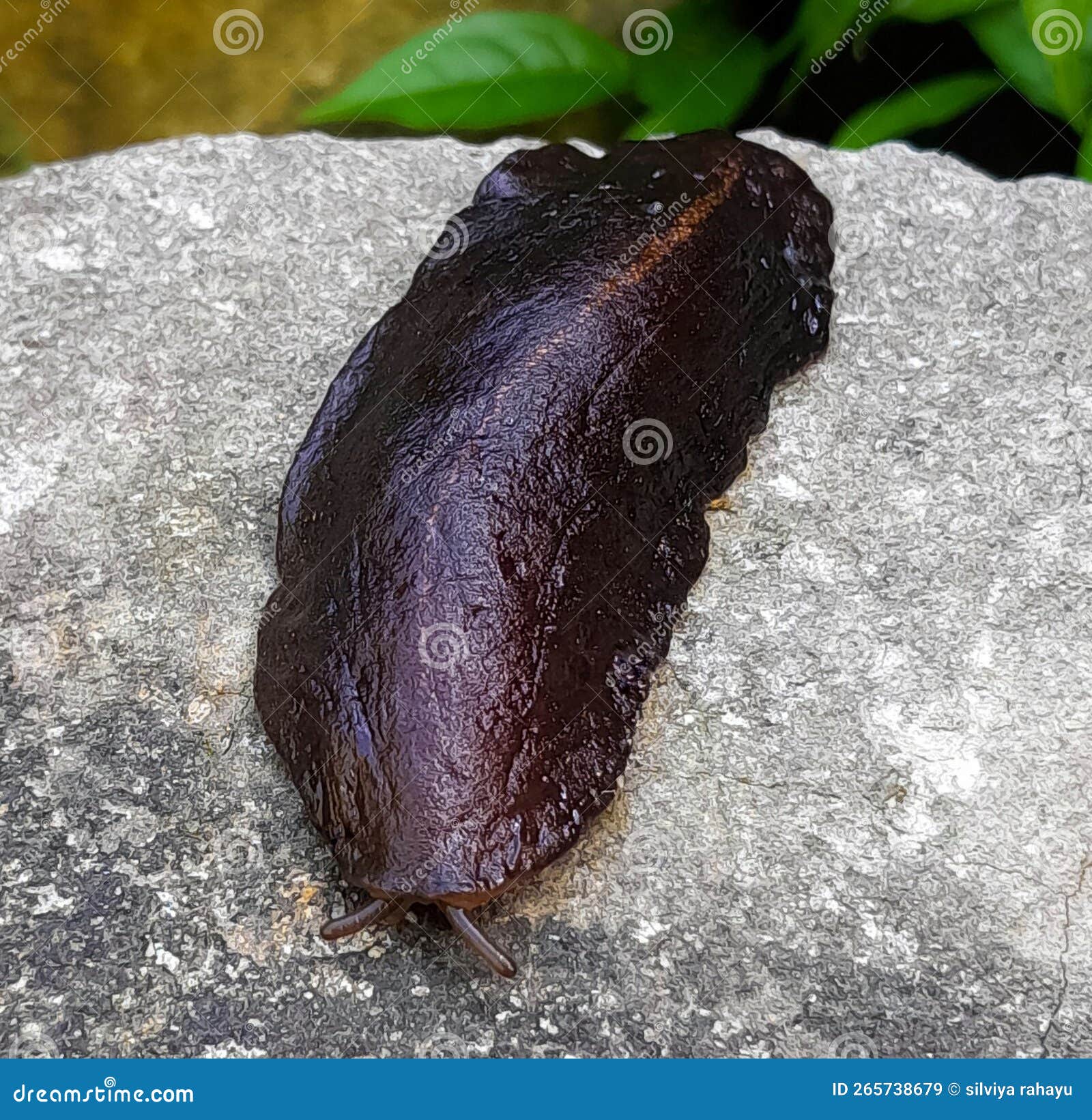 Shellless Snail (laevicaulis Alte) on a Rock Stock Image - Image of ...