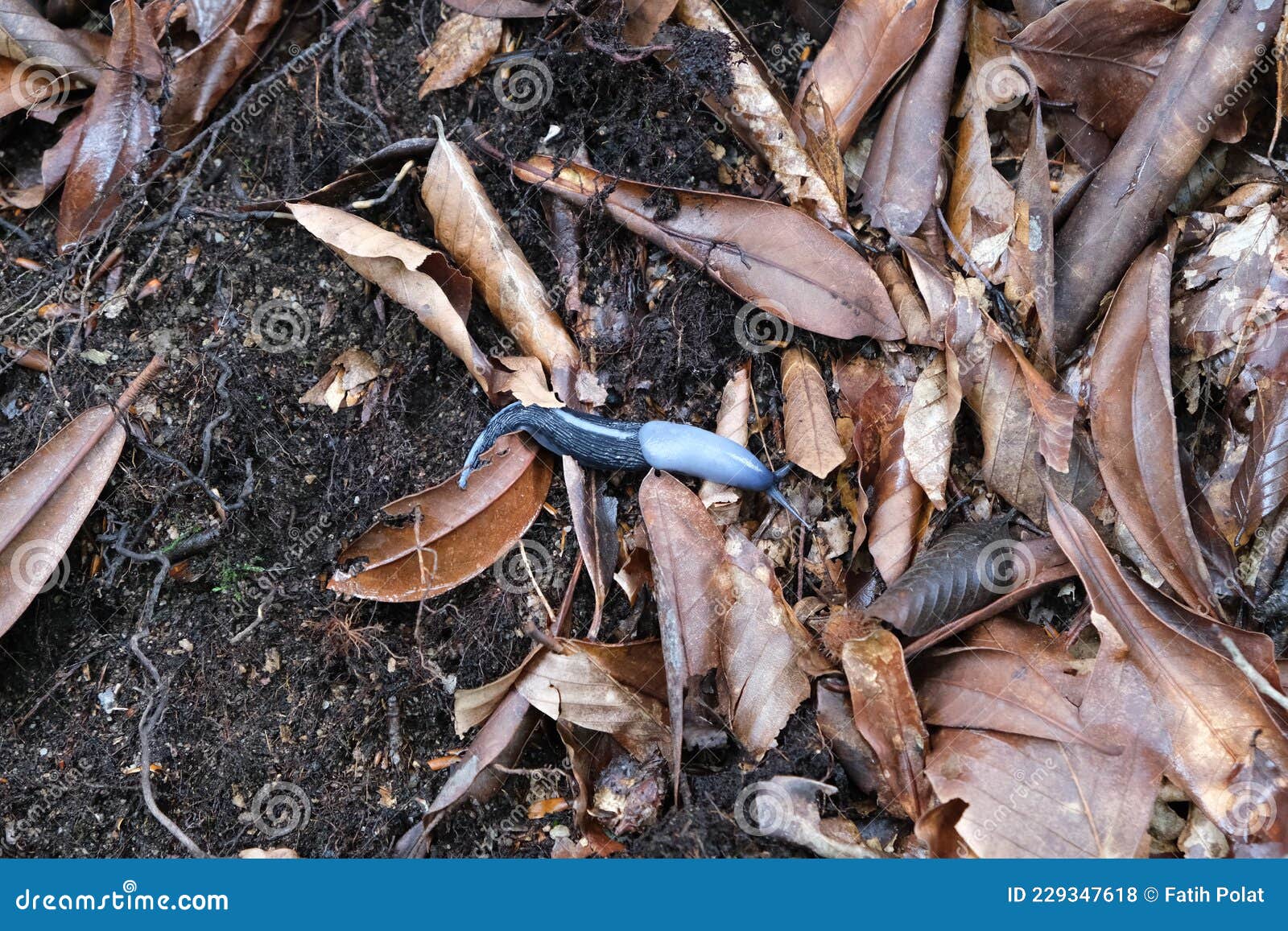 105 Shellless Snail Stock Photos - Free & Royalty-Free Stock Photos ...