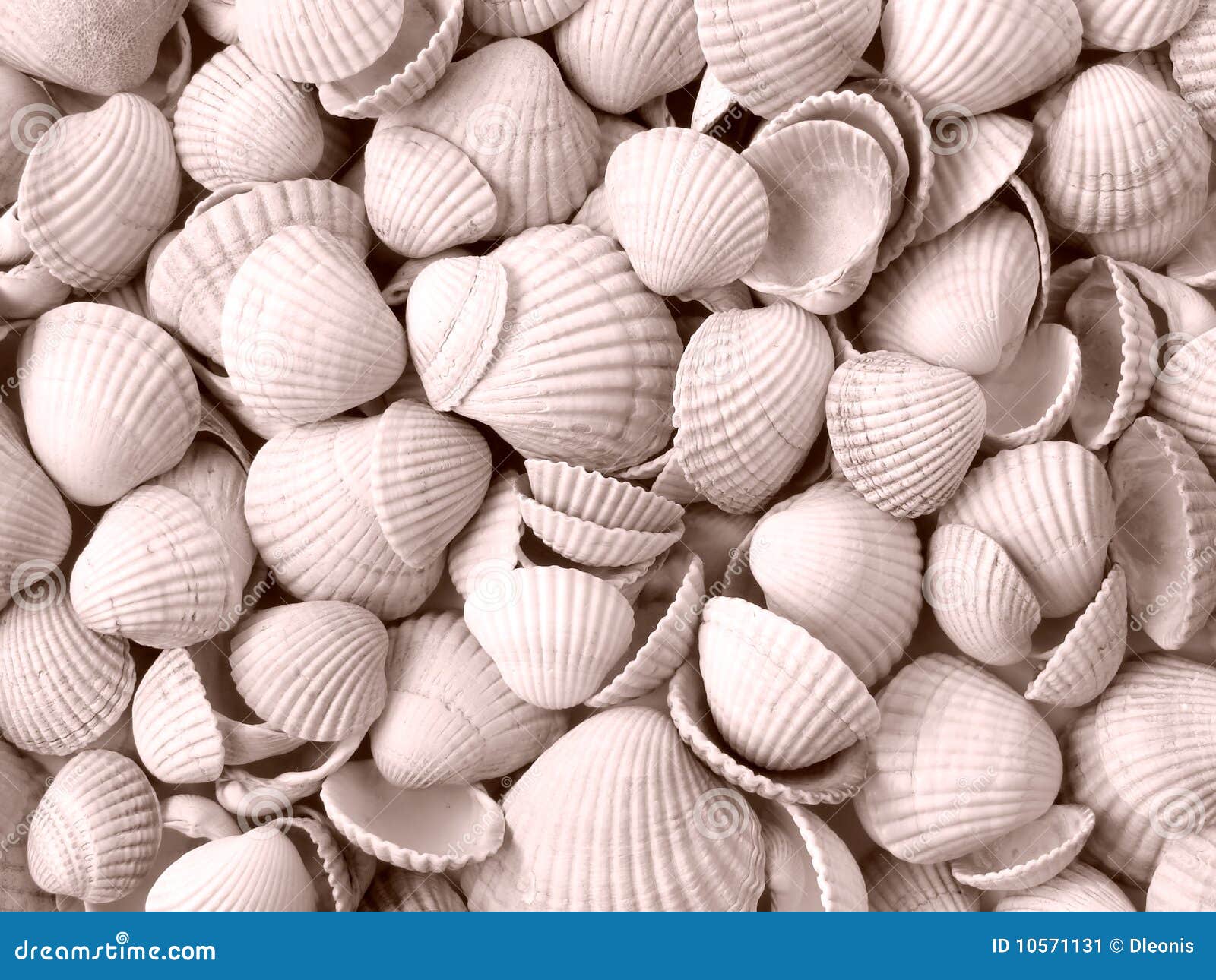Shells stock image. Image of collected, nacre, seashell - 10571131