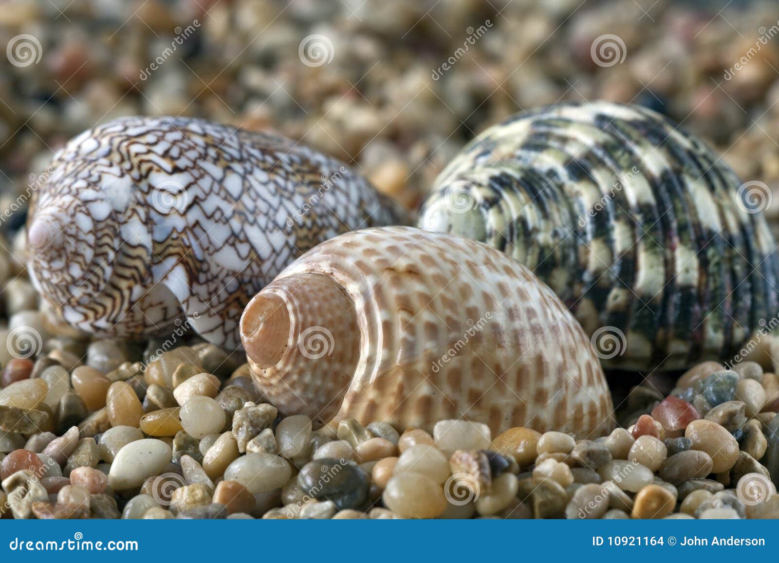 Shells stock photo. Image of south, nature, three, ocean - 10921164