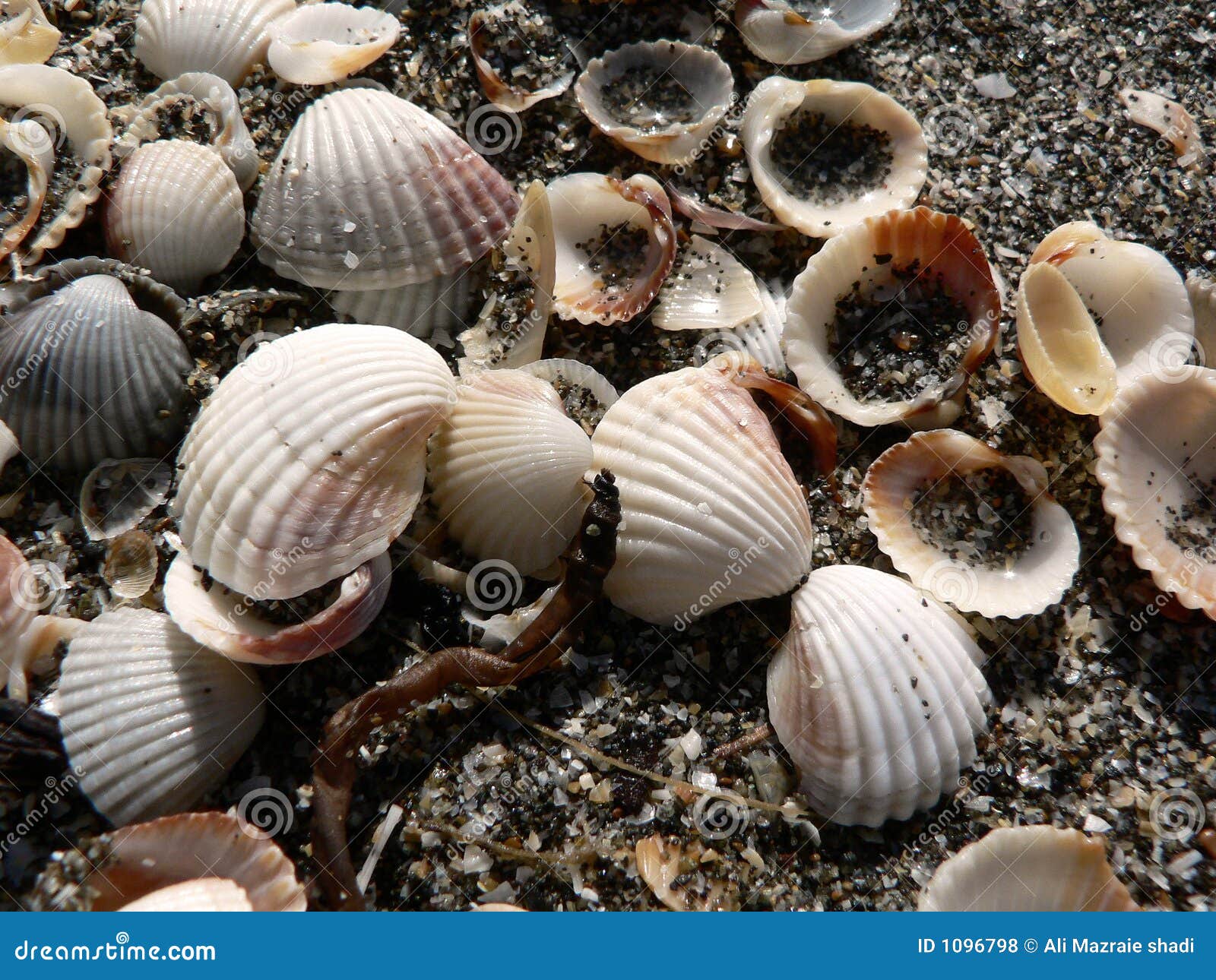 Shells stock photo. Image of keepsake, closeup, beach - 1096798