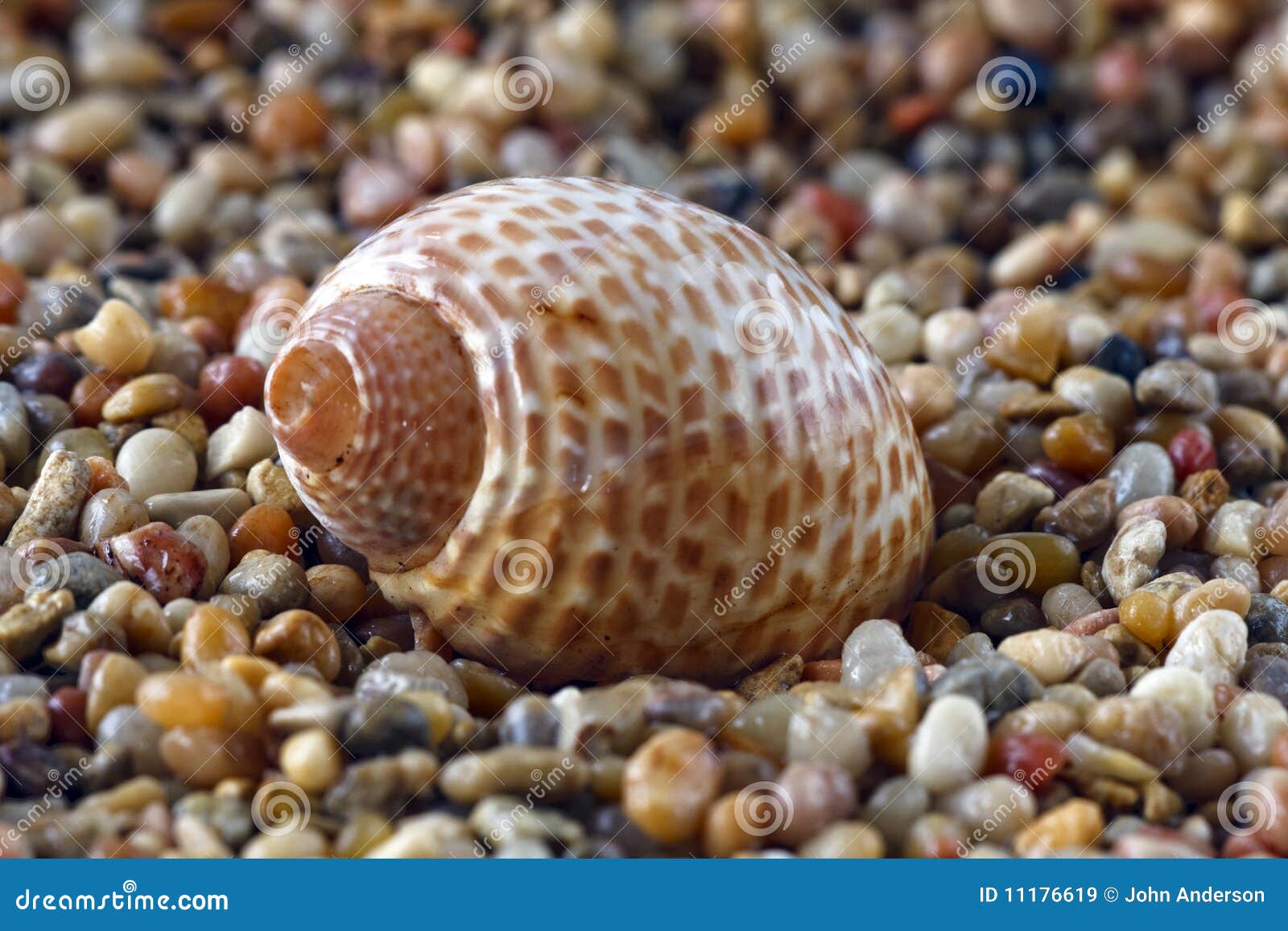 Shells stock image. Image of pacific, beach, shell, pebbles - 11176619