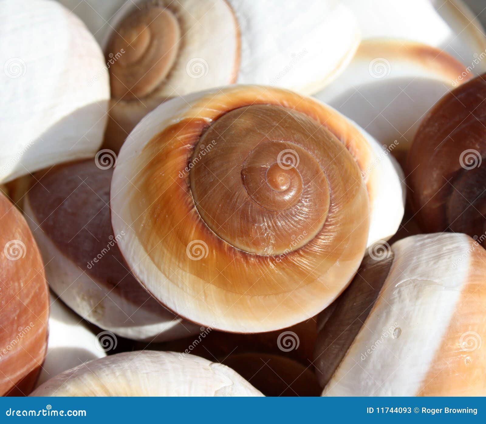 Shells stock image. Image of stacked, seashells, curly - 11744093