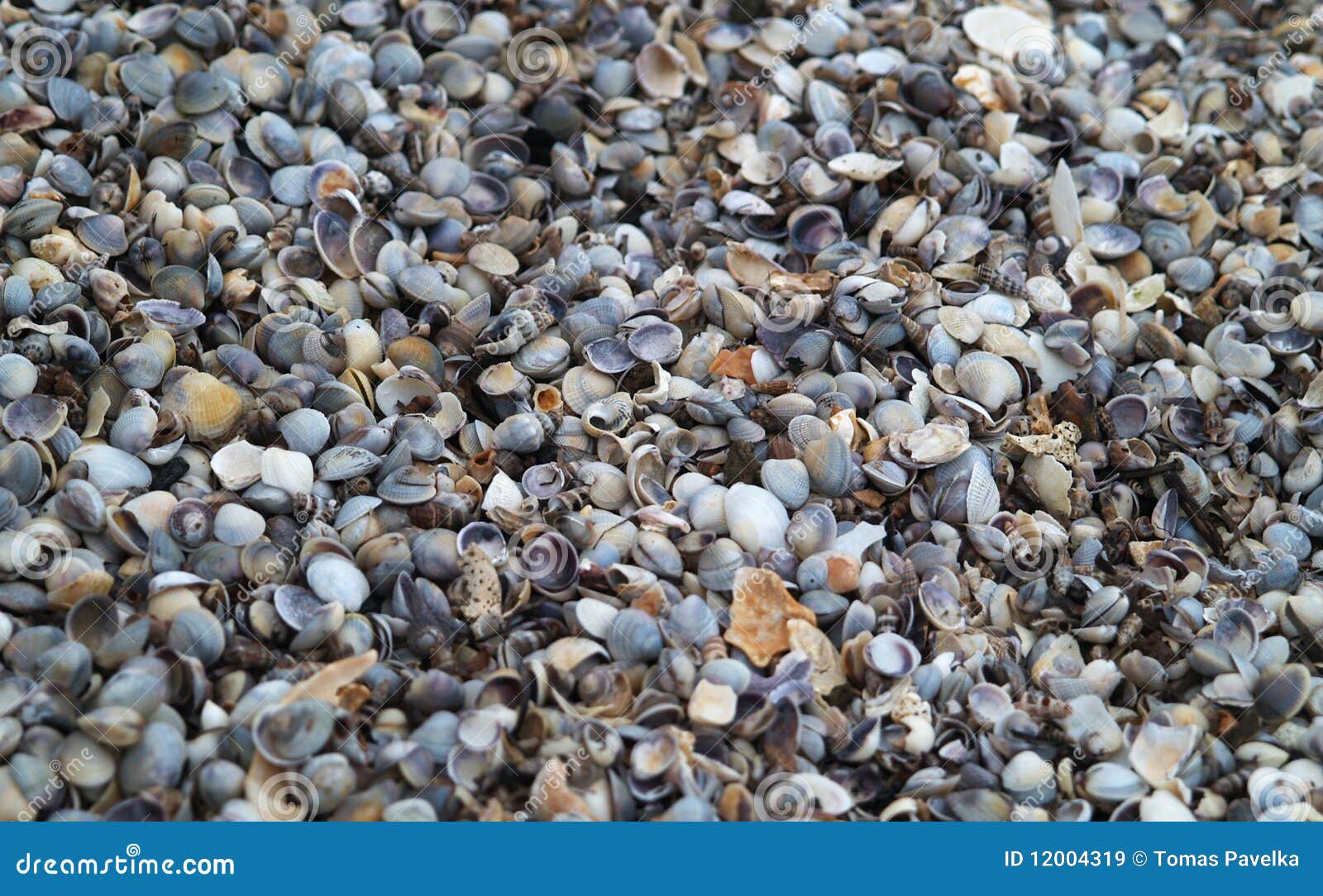 Shells stock image. Image of zealand, colored, close - 12004319