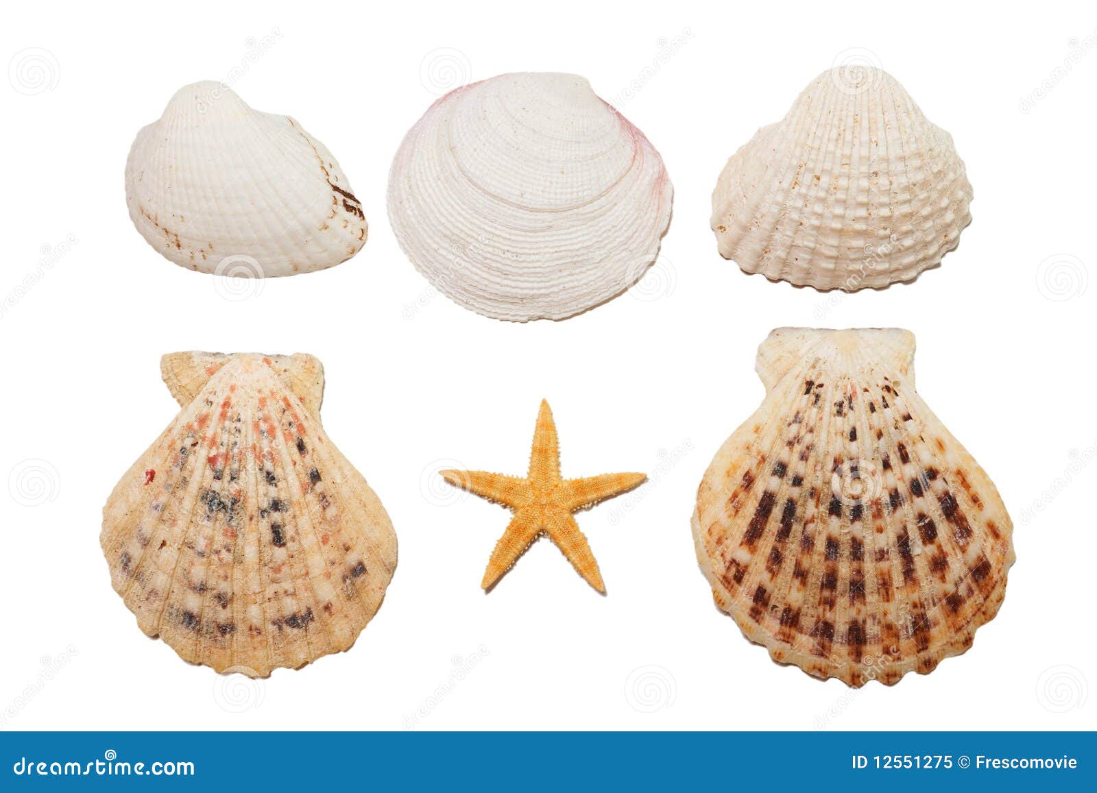 Shells stock image. Image of nature, beige, isolated - 12551275
