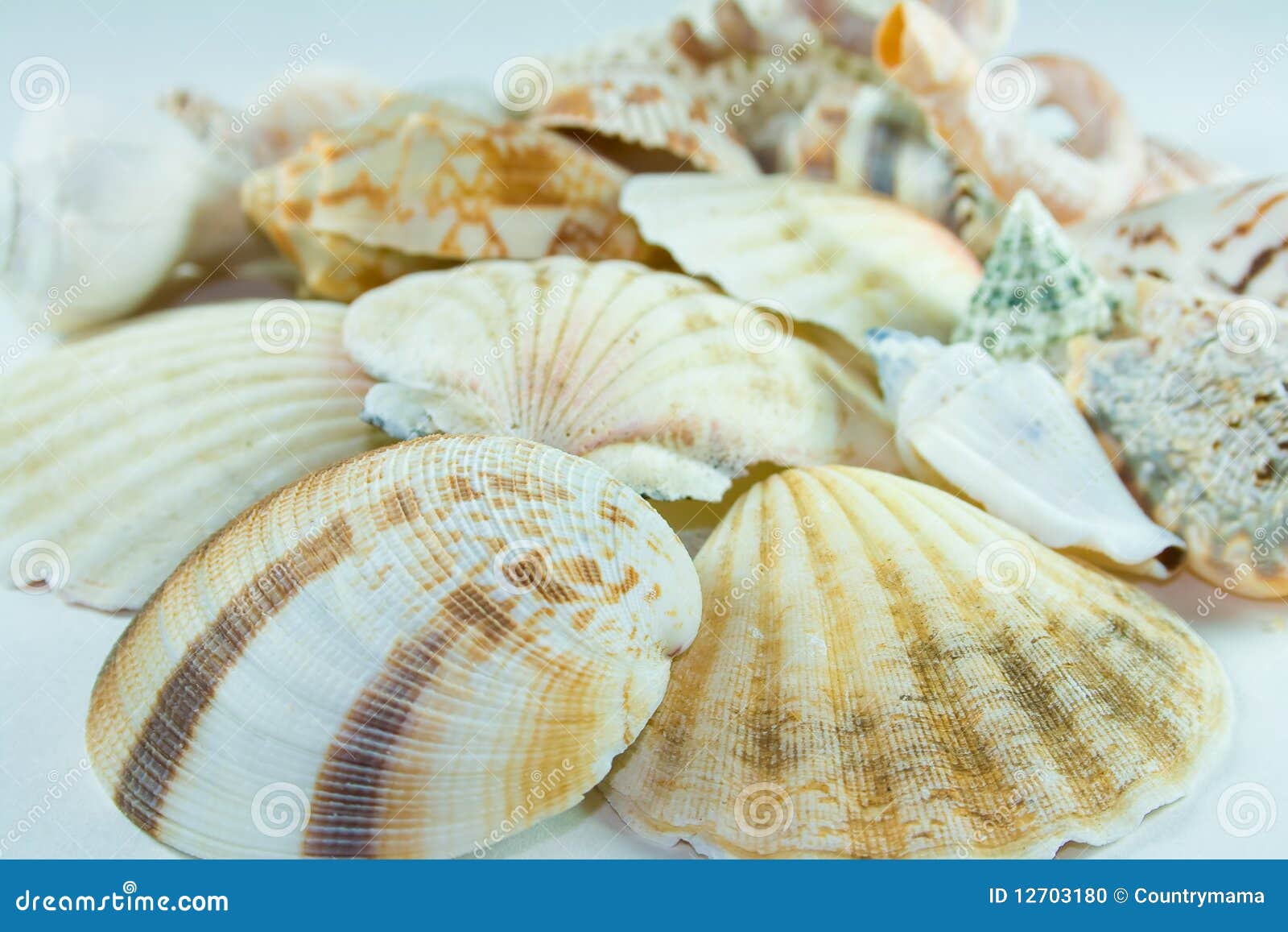 Shells. stock photo. Image of ridges, grouped, differing - 12703180
