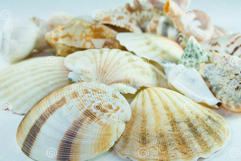 Shells. stock photo. Image of ridges, grouped, differing - 12703180