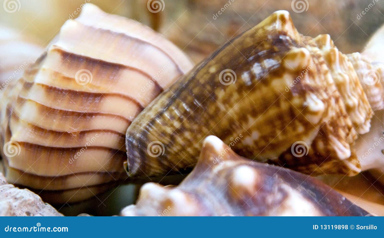 Shells stock photo. Image of brown, marine, shells, life - 13119898