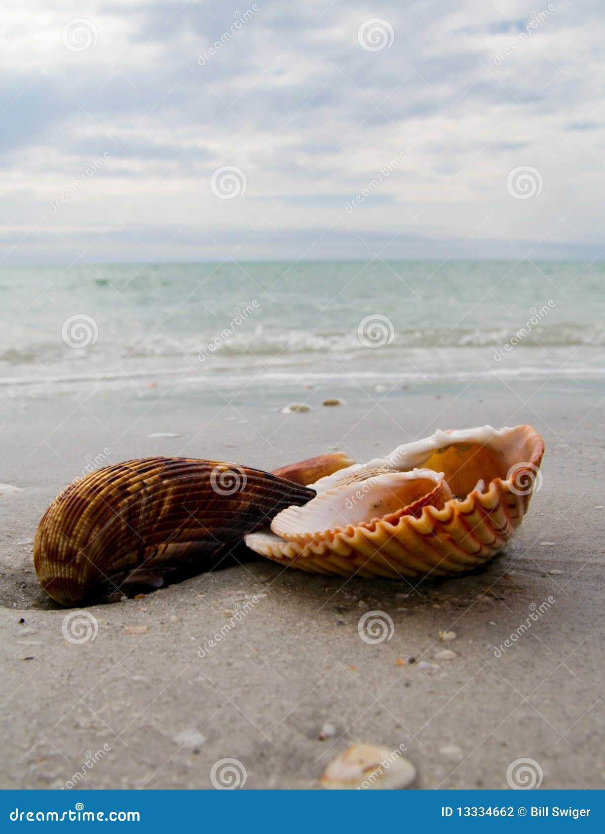 Shells stock photo. Image of conch, dollar, florida, fish - 13334662
