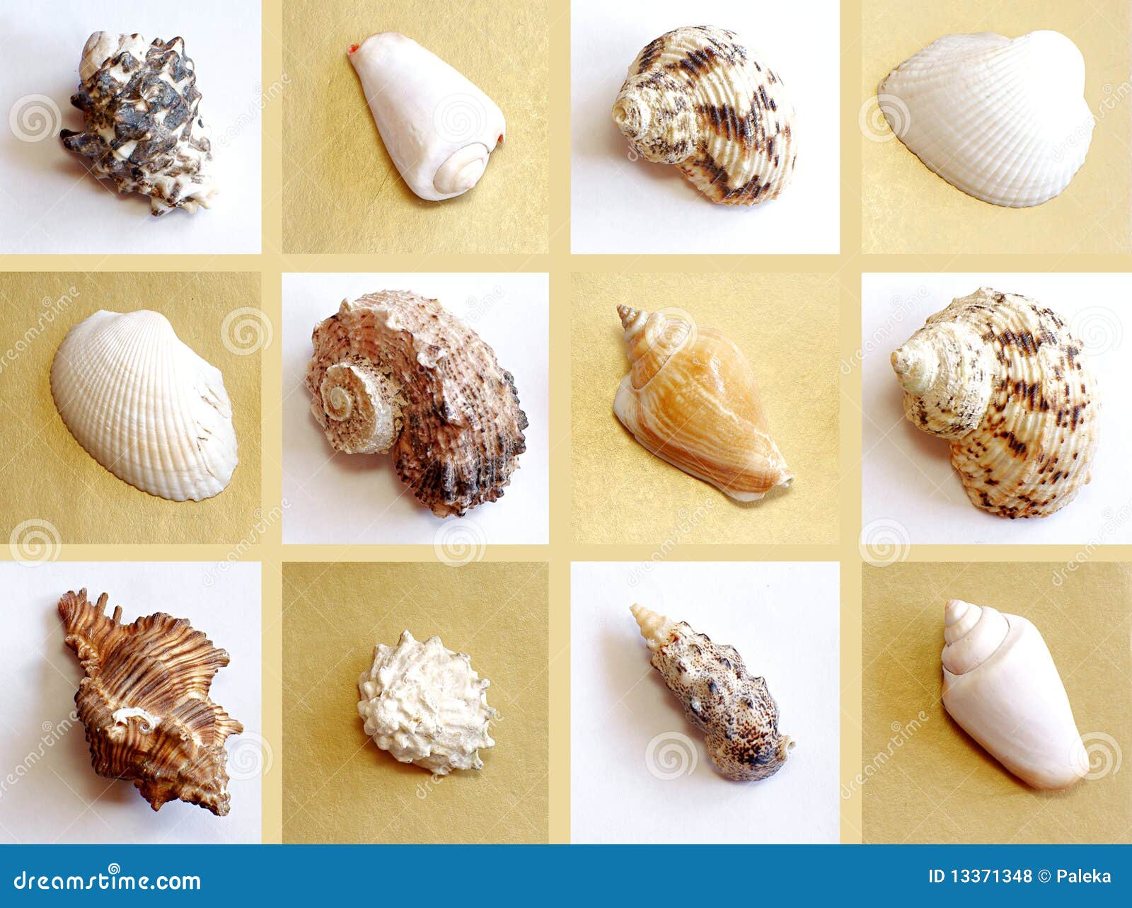 Shells stock photo. Image of shell, square, white, contrast - 13371348
