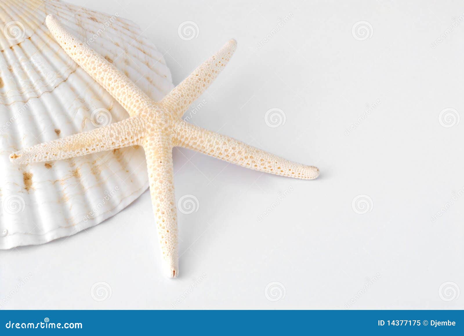 Shells stock image. Image of shellfish, ocean, seabed - 14377175