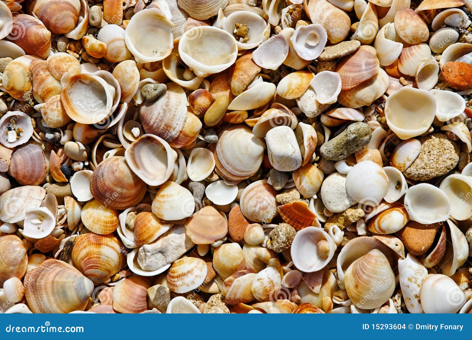 Shells stock photo. Image of mixture, shells, surface - 15293604