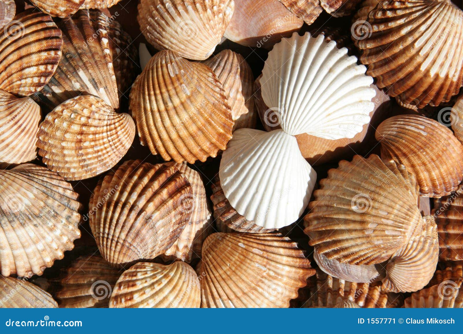 Shells stock image. Image of holidays, mediterranean, touching - 1557771