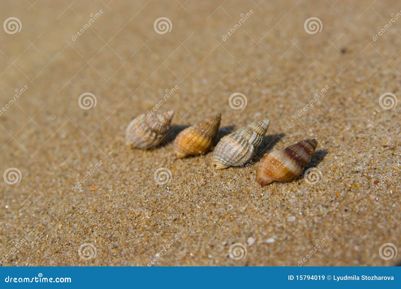 Shells stock image. Image of season, outdoor, border - 15794019