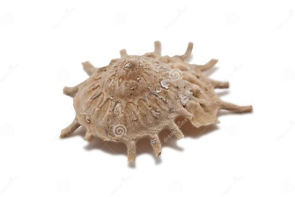 Shells stock image. Image of fossil, nature, wild, cockleshell - 16000483