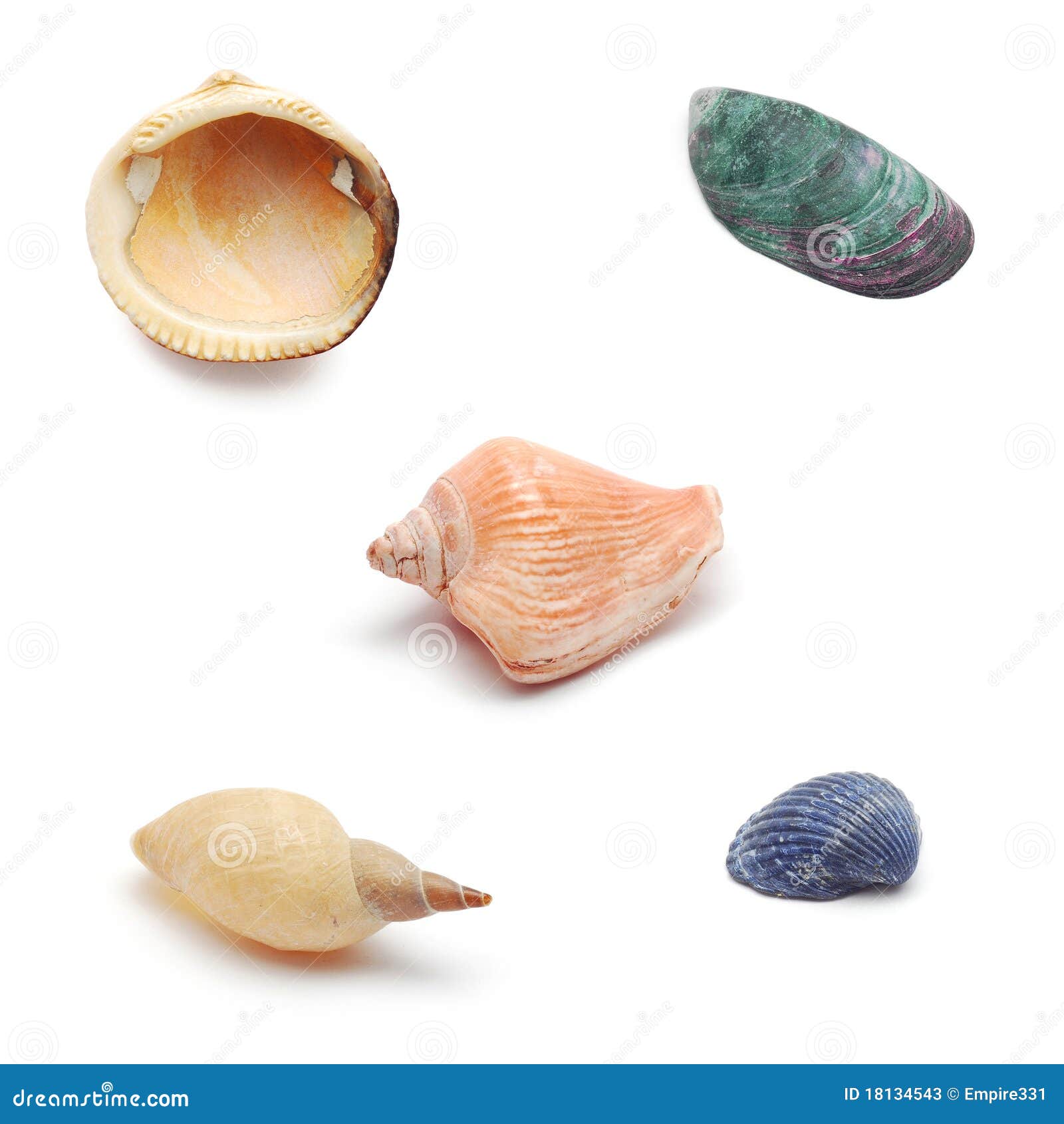 Shells stock image. Image of collage, isolated, natural - 18134543